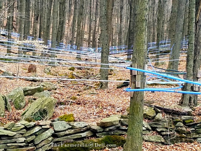 The sap is running | The Farmers in the Dell