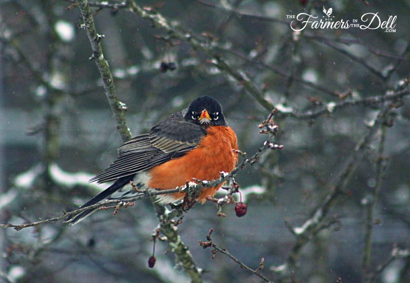 Grumpy birds | The Farmers in the Dell