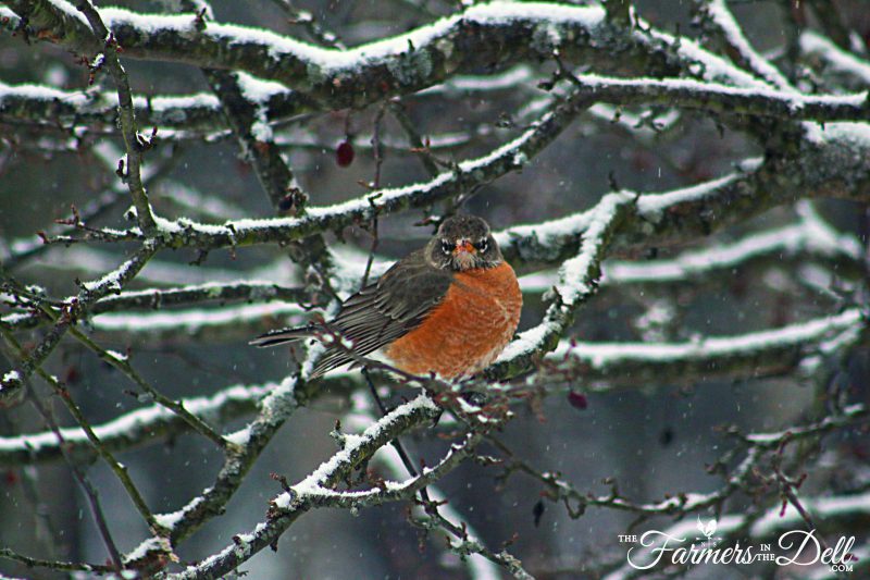 Grumpy birds | The Farmers in the Dell